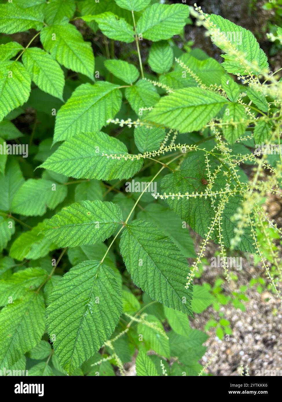 Goatsbeard (Aruncus dioicus Stock Photo - Alamy