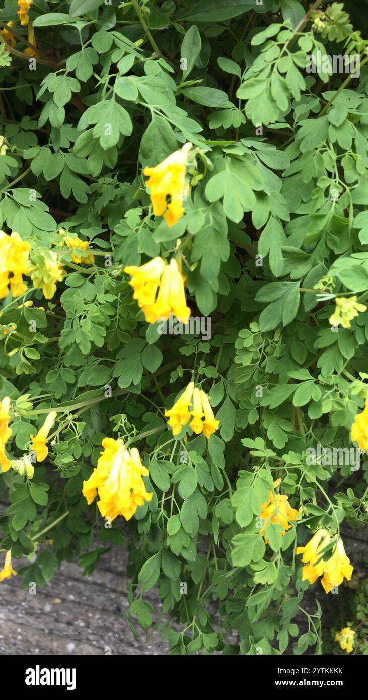 Yellow Fumitory (Pseudofumaria lutea Stock Photo - Alamy