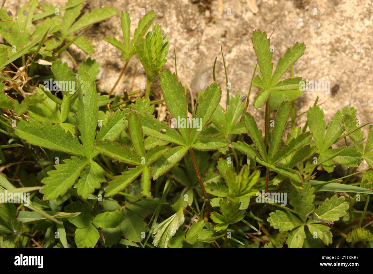 Creeping cinquefoil (Potentilla reptans Stock Photo - Alamy