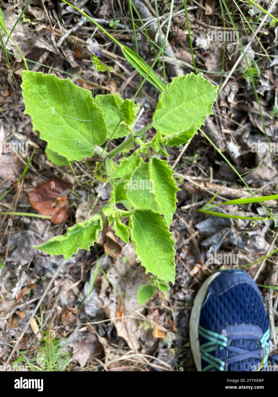Physalis heterophylla hi-res stock photography and images - Alamy