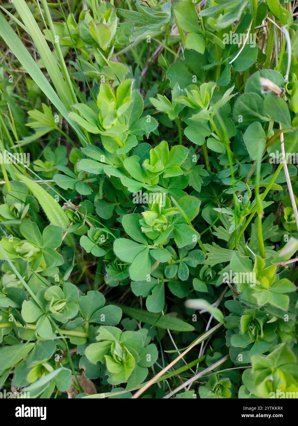 bird's-foot trefoils (Lotus Stock Photo - Alamy