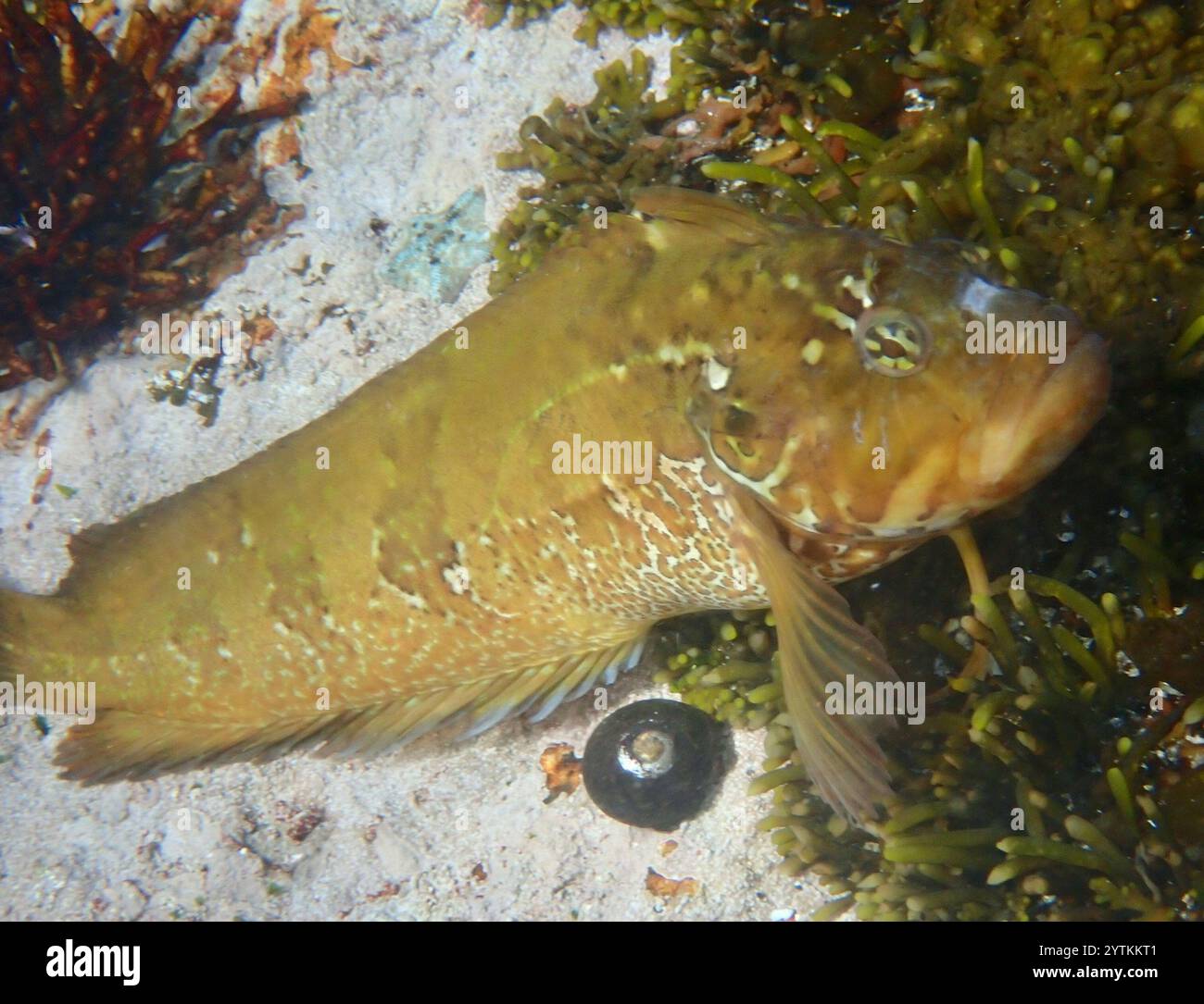 Super klipfish hi-res stock photography and images - Alamy