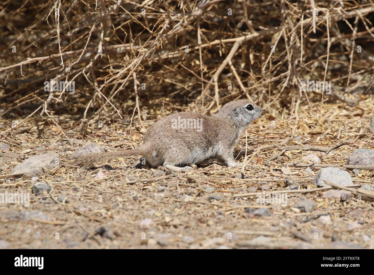 Round-tailed Ground Squirrel (Xerospermophilus tereticaudus Stock Photo ...