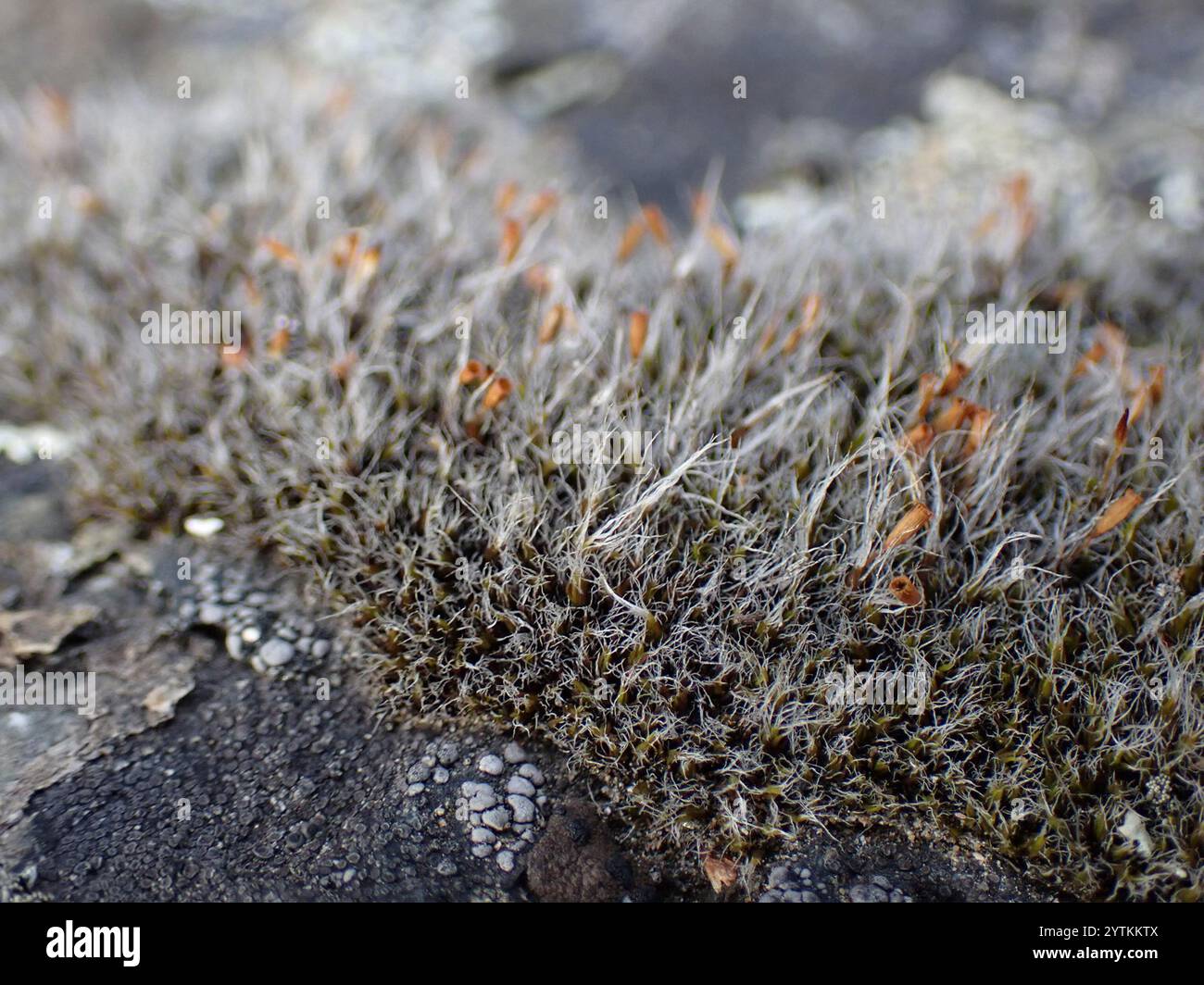 Steppe mouse-moss (Coscinodon calyptratus Stock Photo - Alamy