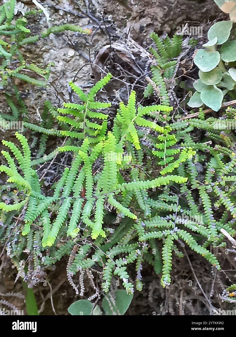 Coral Fern (Gleichenia polypodioides Stock Photo - Alamy