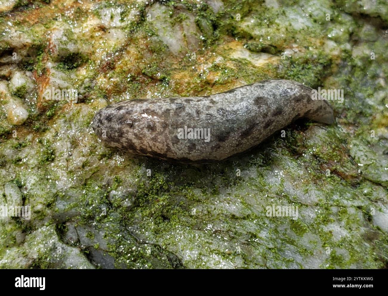 Changeable Mantleslug (Megapallifera mutabilis Stock Photo - Alamy