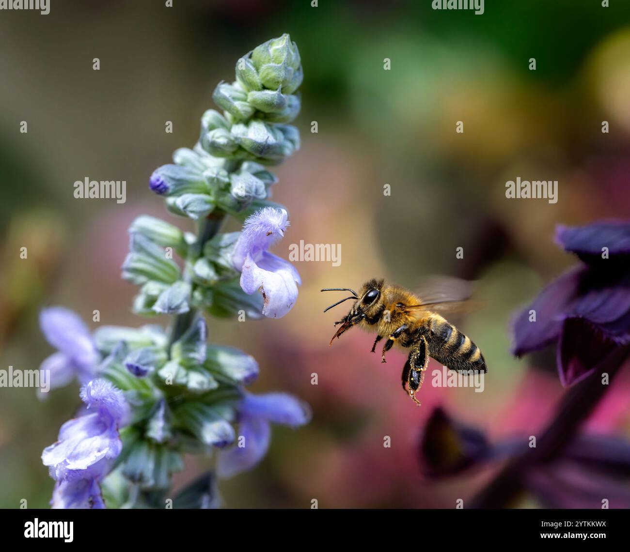 Flying flower blossoms hi-res stock photography and images - Alamy
