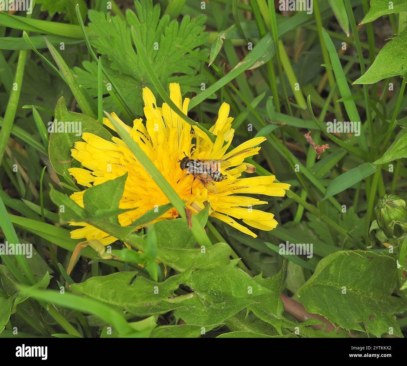 Sun Fly (Helophilus pendulus Stock Photo - Alamy