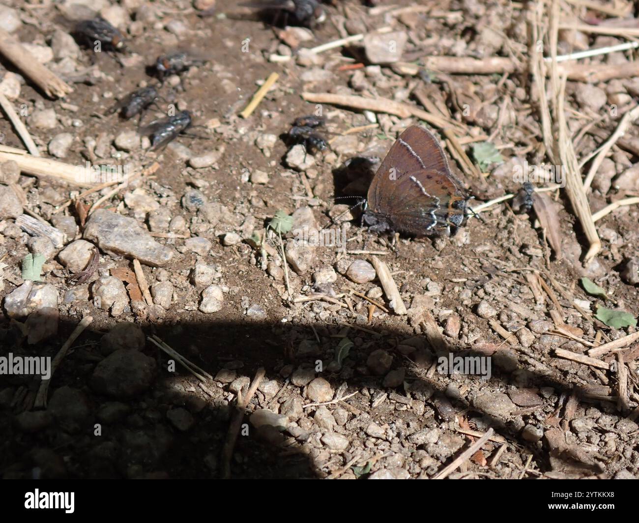 Callophrys spinetorum hi-res stock photography and images - Alamy