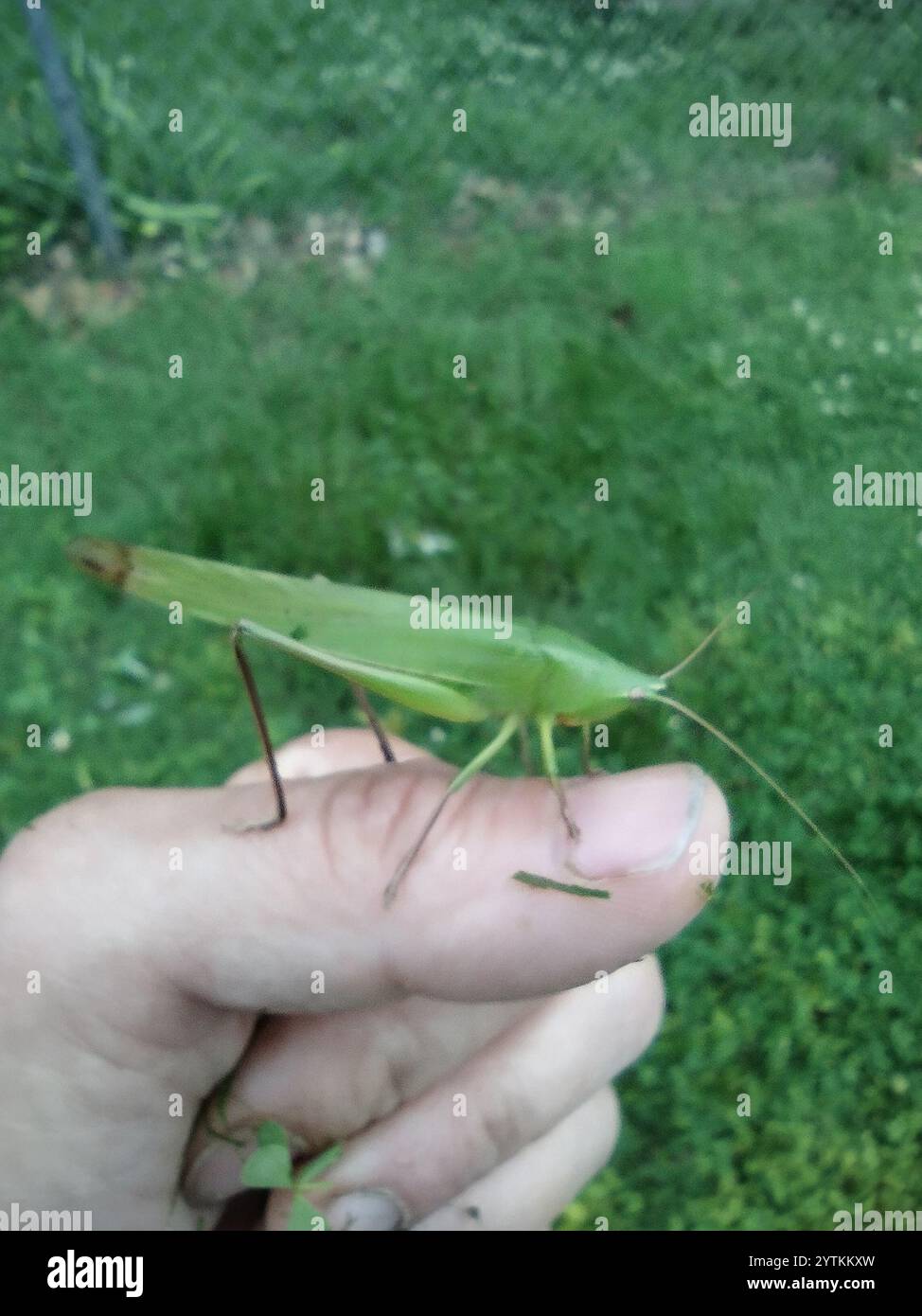 Broad-tipped Conehead (Neoconocephalus triops Stock Photo - Alamy
