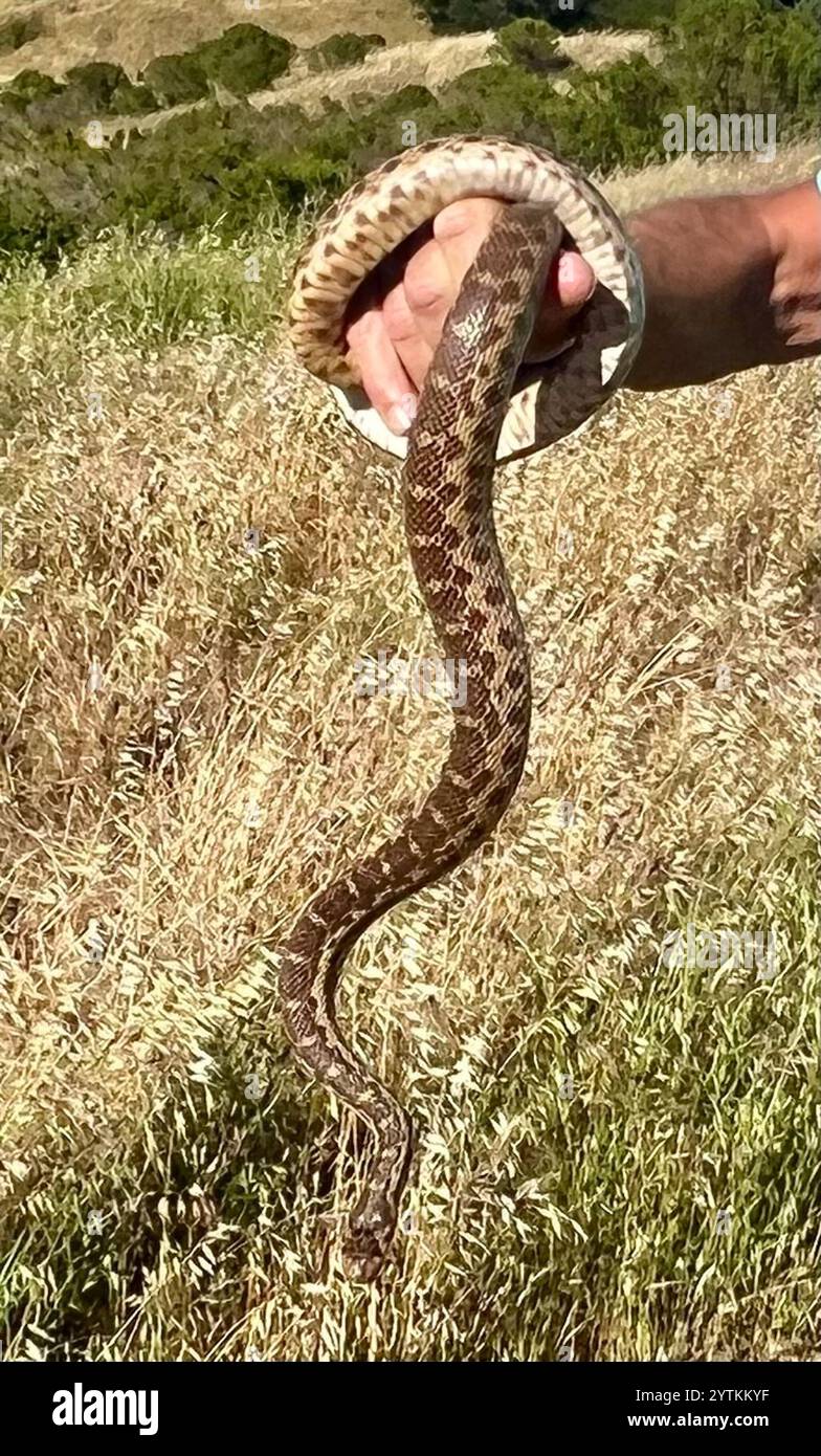 Pacific Gopher Snake (Pituophis catenifer catenifer Stock Photo - Alamy