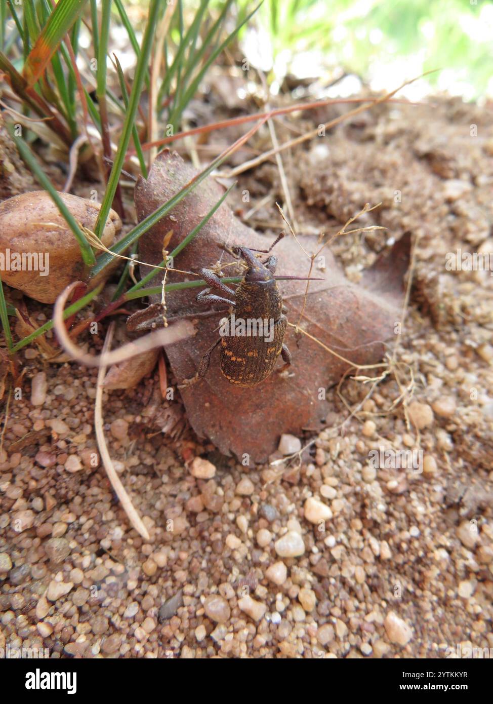 Large Pine Weevil (Hylobius abietis Stock Photo - Alamy