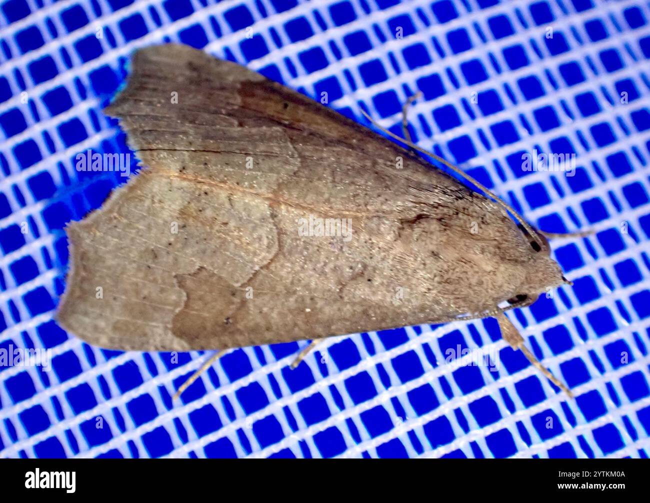 Angled Gem (Anomis sabulifera Stock Photo - Alamy