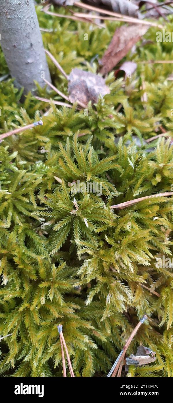 Tree Climacium Moss (Climacium dendroides Stock Photo - Alamy