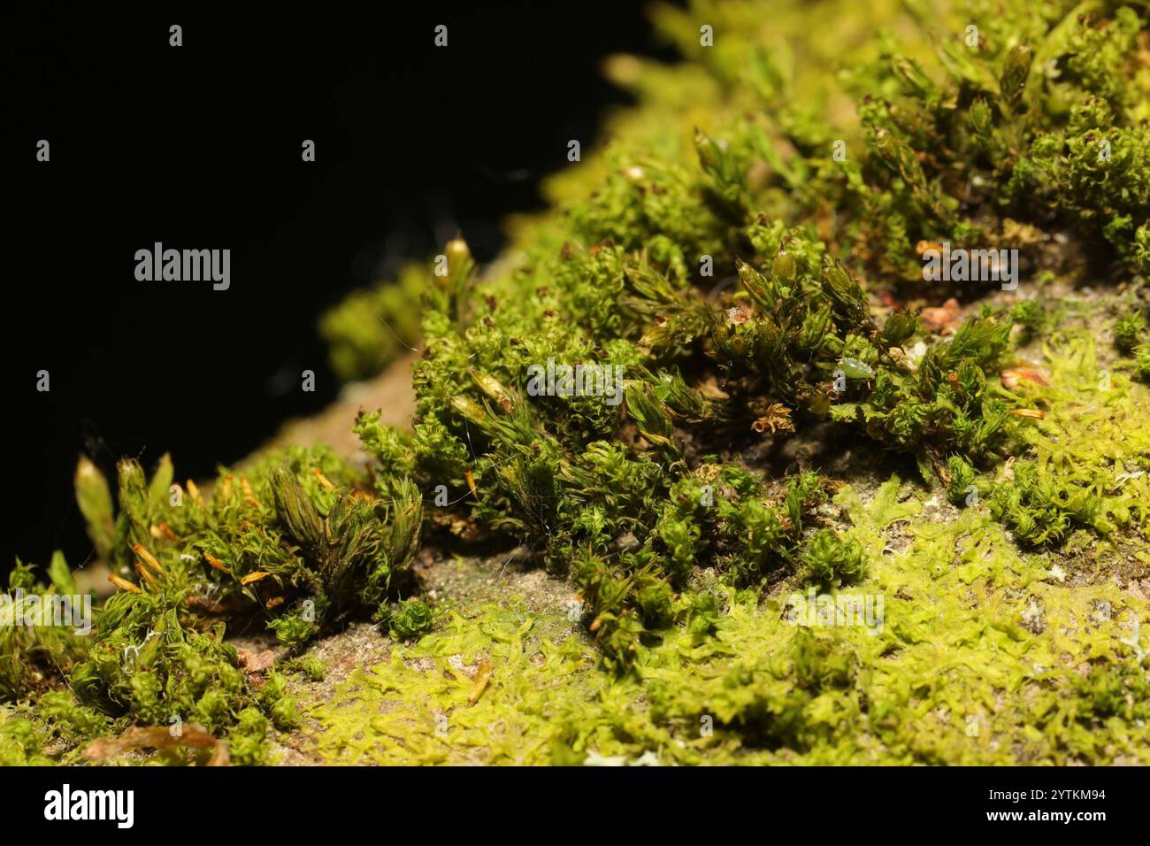 Wood Bristle-moss (Lewinskya affinis Stock Photo - Alamy
