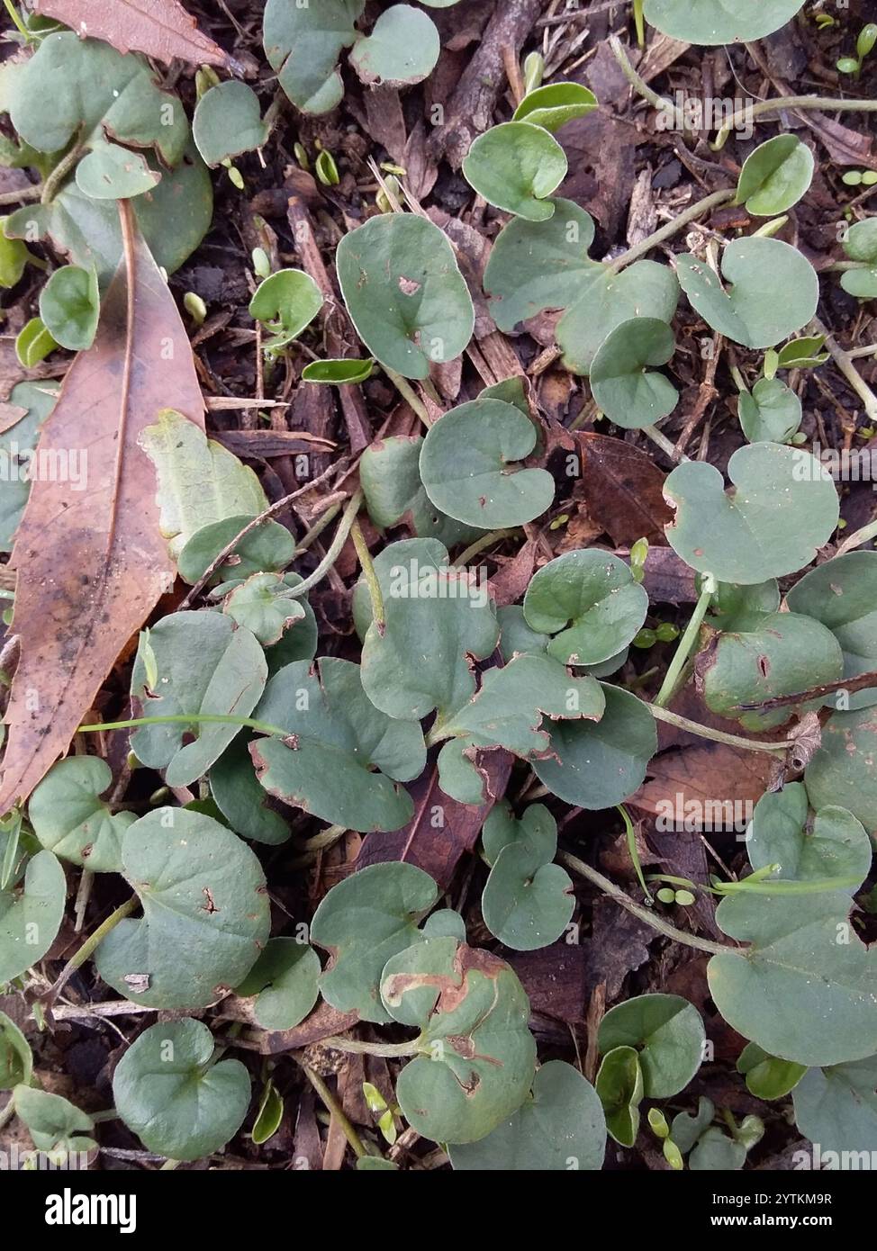 kidney weed (Dichondra repens Stock Photo - Alamy