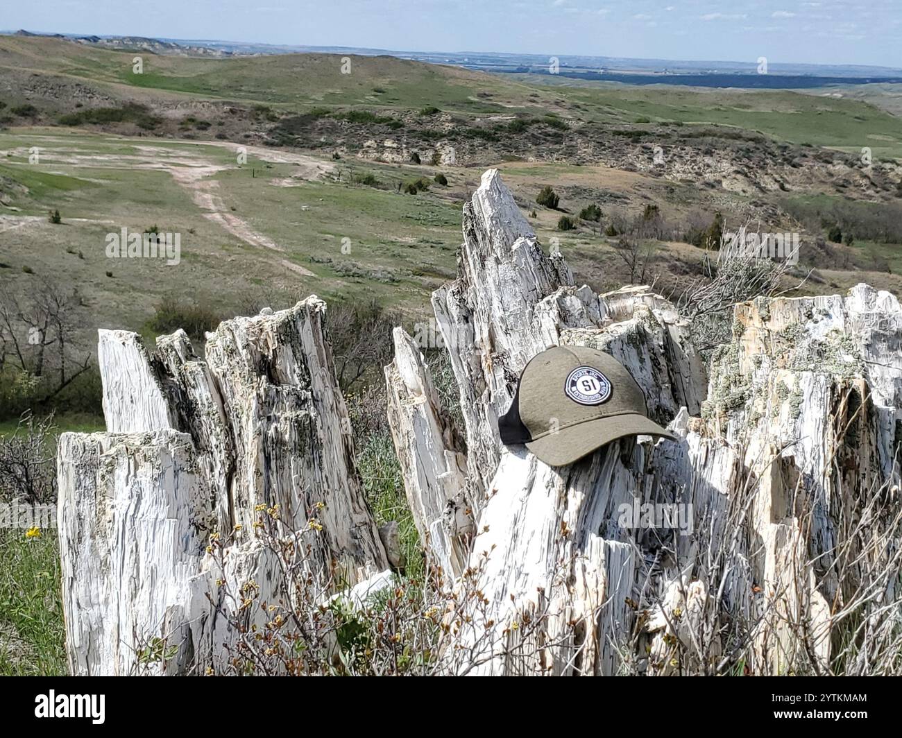 common lichens (Lecanoromycetes Stock Photo - Alamy