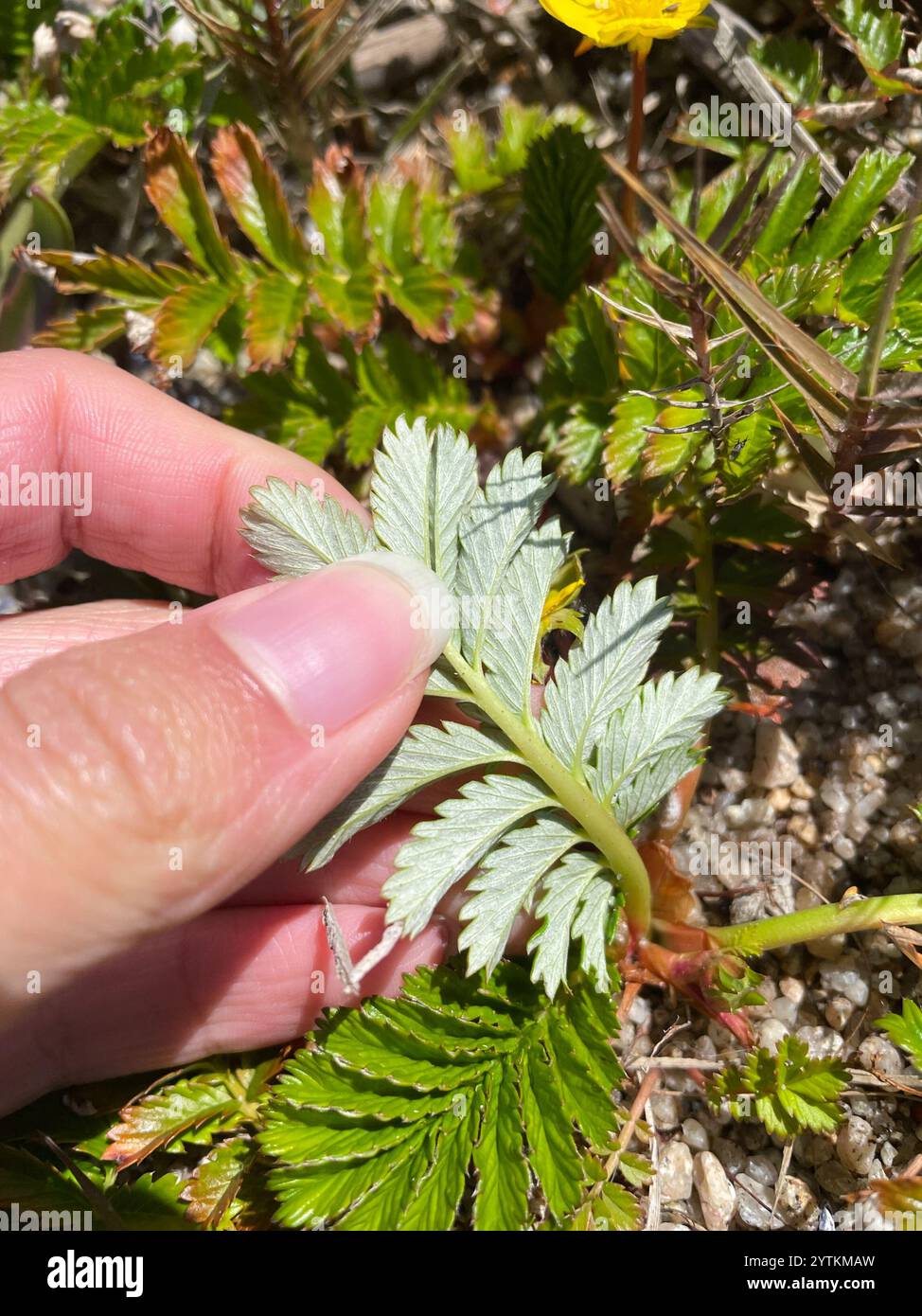 Pacific silverweed (Argentina pacifica Stock Photo - Alamy