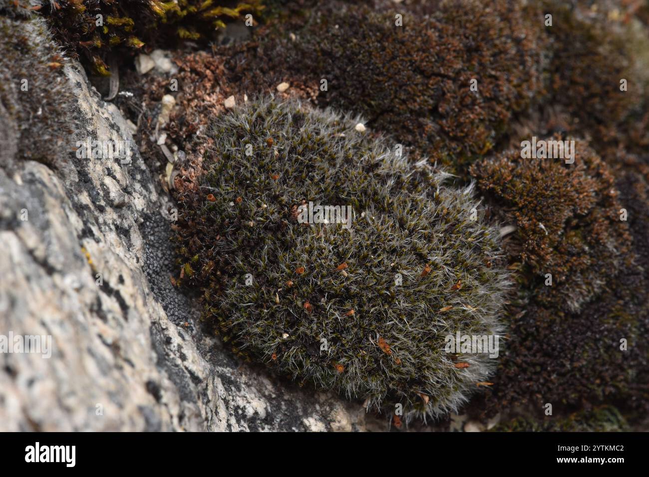 Rock Mosses (Grimmiaceae Stock Photo - Alamy