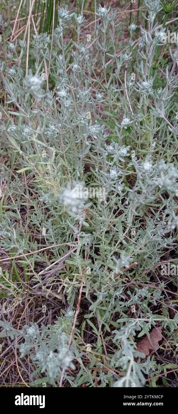 Felty Germander (Teucrium capitatum Stock Photo - Alamy