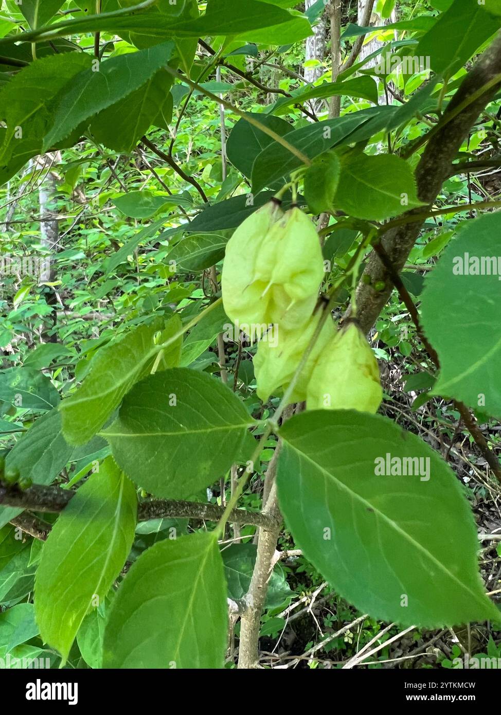 American bladdernut (Staphylea trifolia Stock Photo - Alamy
