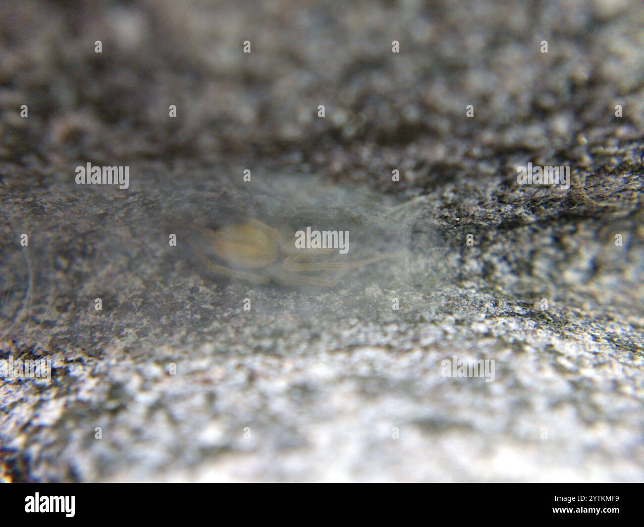 Long legged spiders hi-res stock photography and images - Alamy