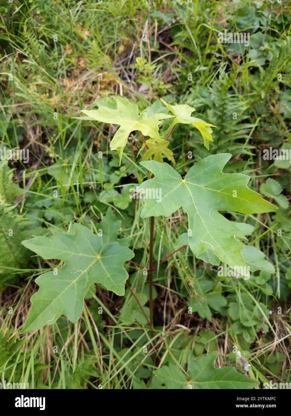 bigleaf maple (Acer macrophyllum Stock Photo - Alamy