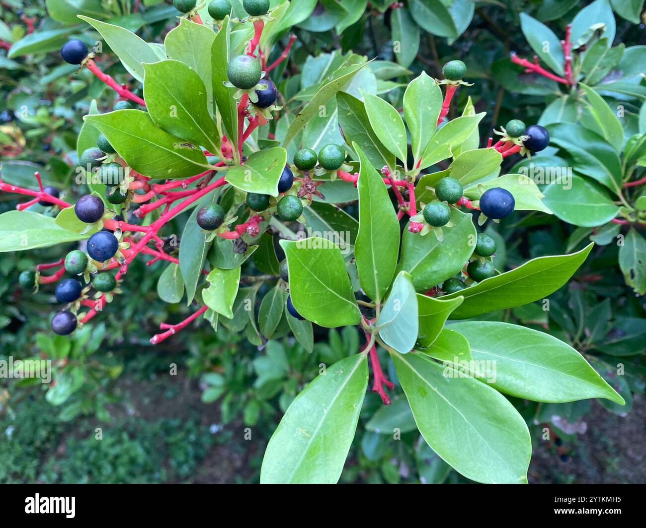 Machilus thunbergii hi-res stock photography and images - Alamy