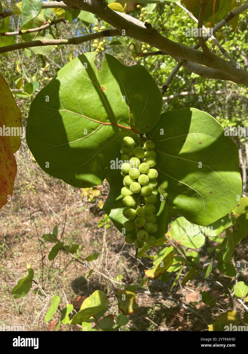 sea grape (Coccoloba uvifera Stock Photo - Alamy