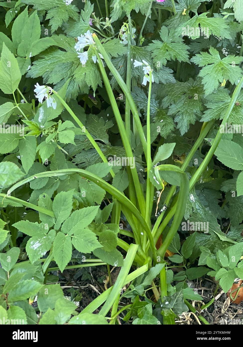 Three-cornered garlic (Allium triquetrum Stock Photo - Alamy