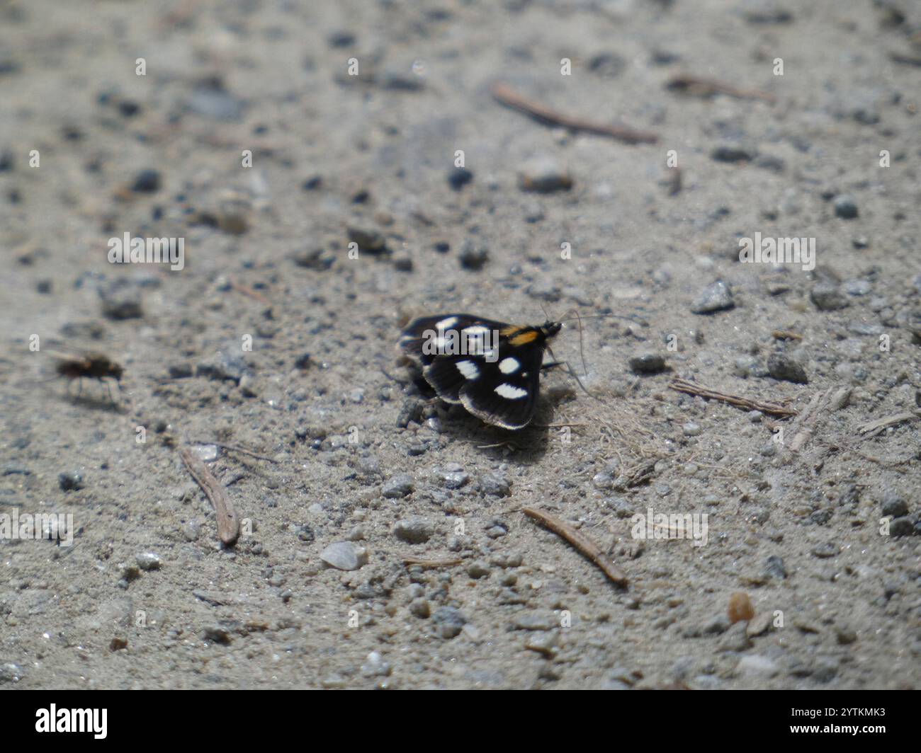 White-spotted Sable (Anania funebris Stock Photo - Alamy