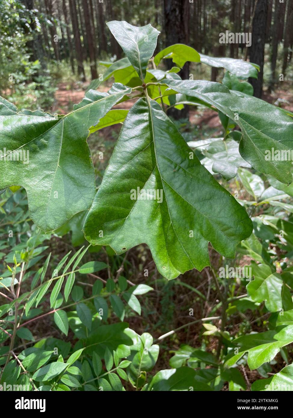 southern red oak (Quercus falcata Stock Photo - Alamy