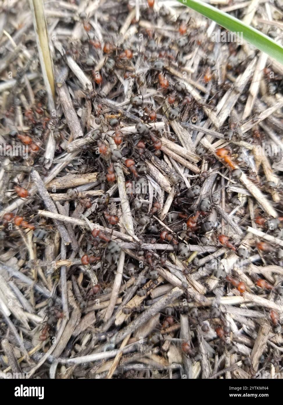 Western Thatching Ant (Formica obscuripes Stock Photo - Alamy