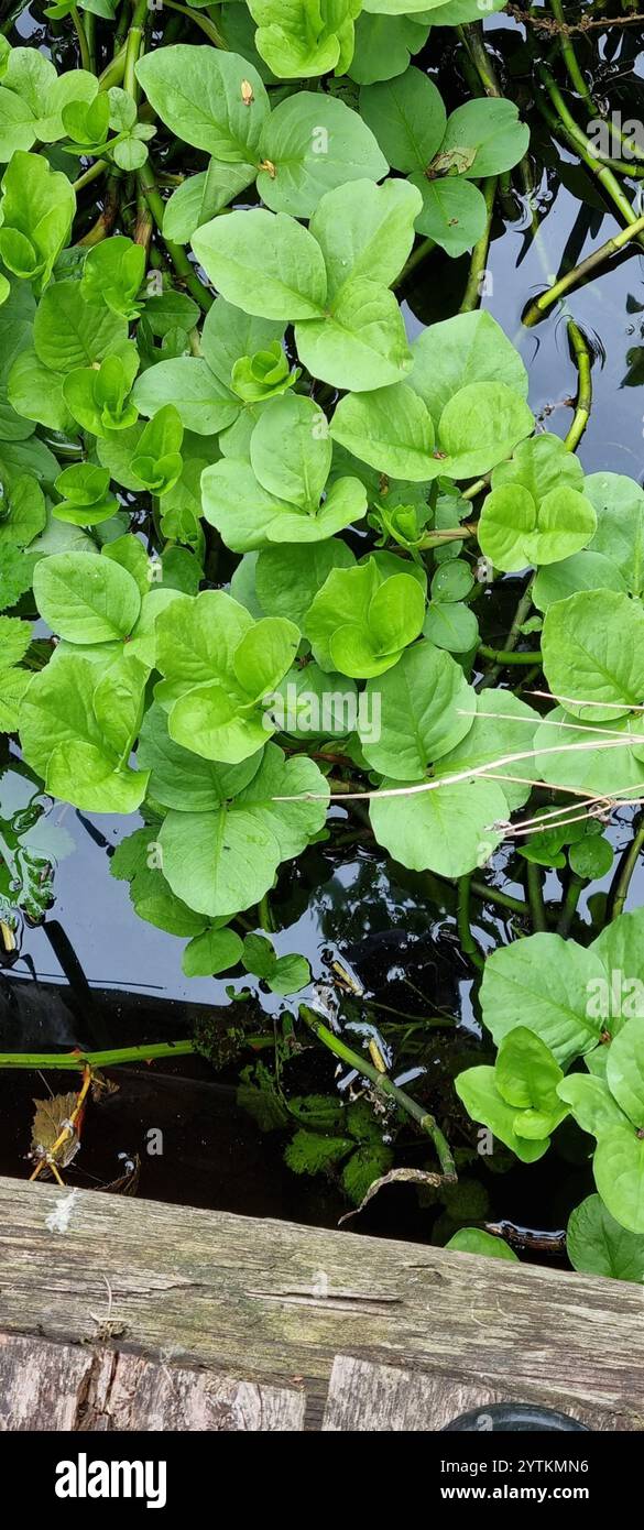 vascular plants (Tracheophyta Stock Photo - Alamy