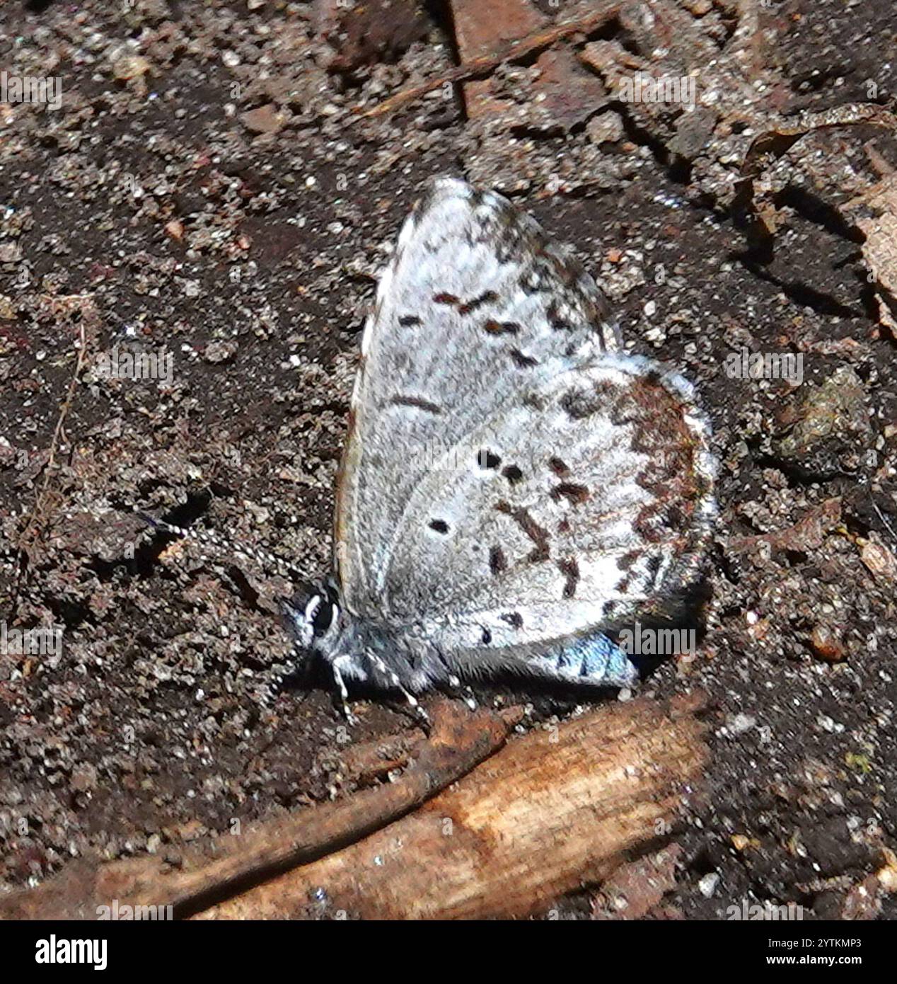 Northern Azure (Celastrina lucia Stock Photo - Alamy