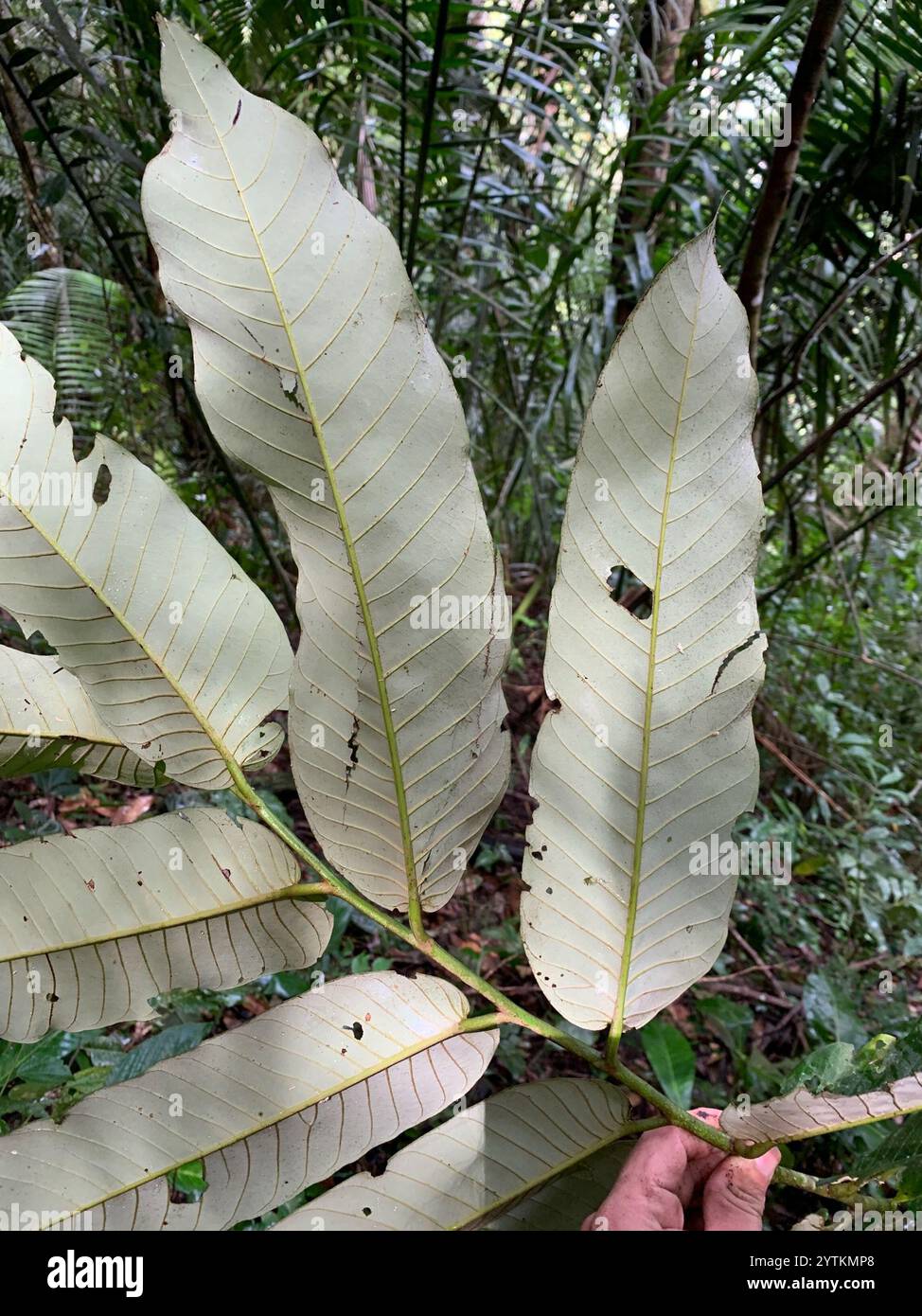 Virola hi-res stock photography and images - Alamy