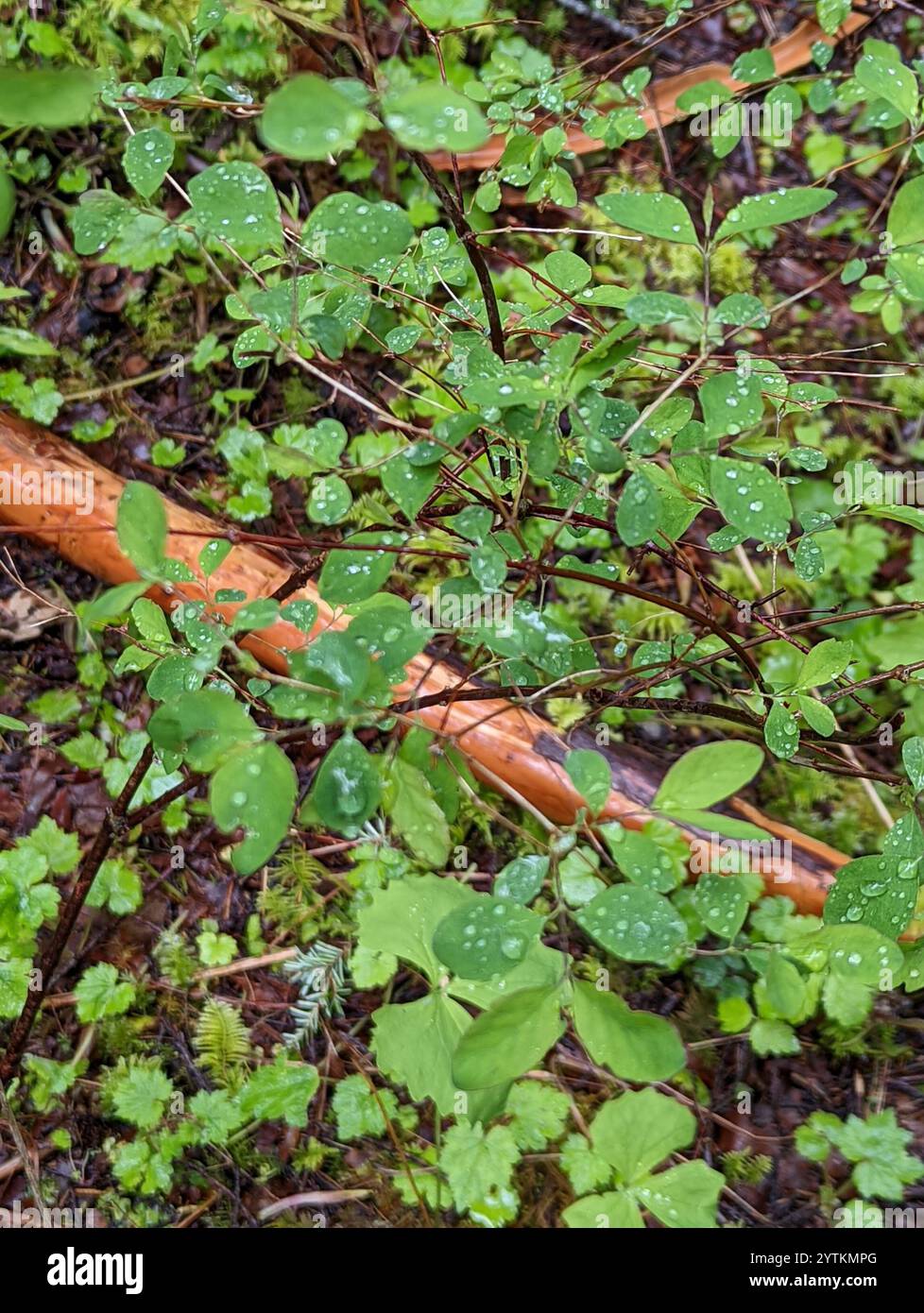 Common Snowberry (Symphoricarpos albus Stock Photo - Alamy