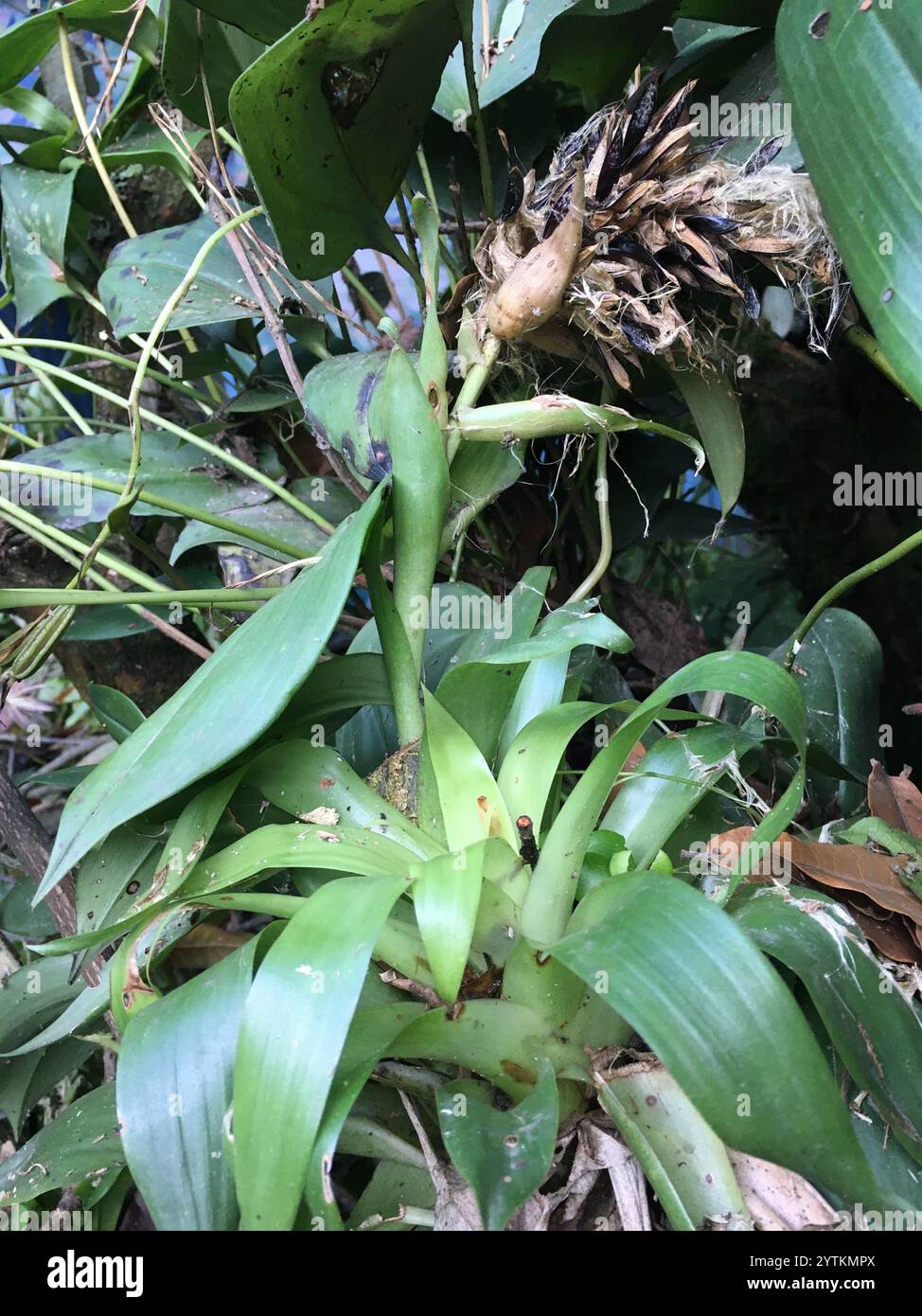 Tillandsia biflora hi-res stock photography and images - Alamy