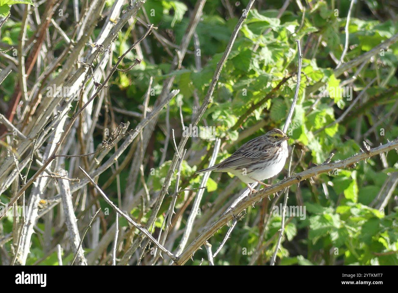 Savannah Sparrow (Passerculus sandwichensis Stock Photo - Alamy