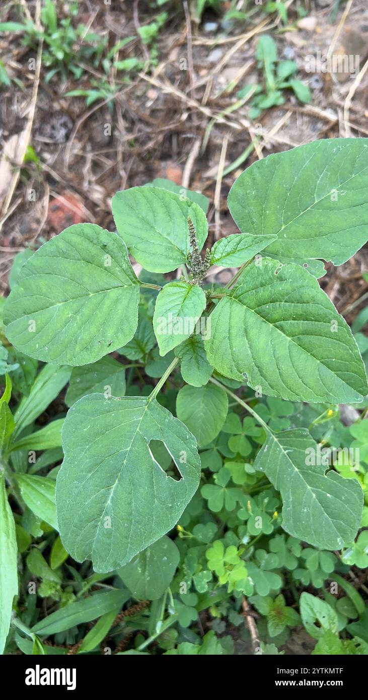 green amaranth (Amaranthus viridis Stock Photo - Alamy