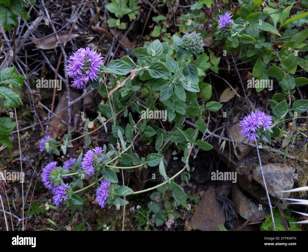 Coyote mint hi-res stock photography and images - Alamy
