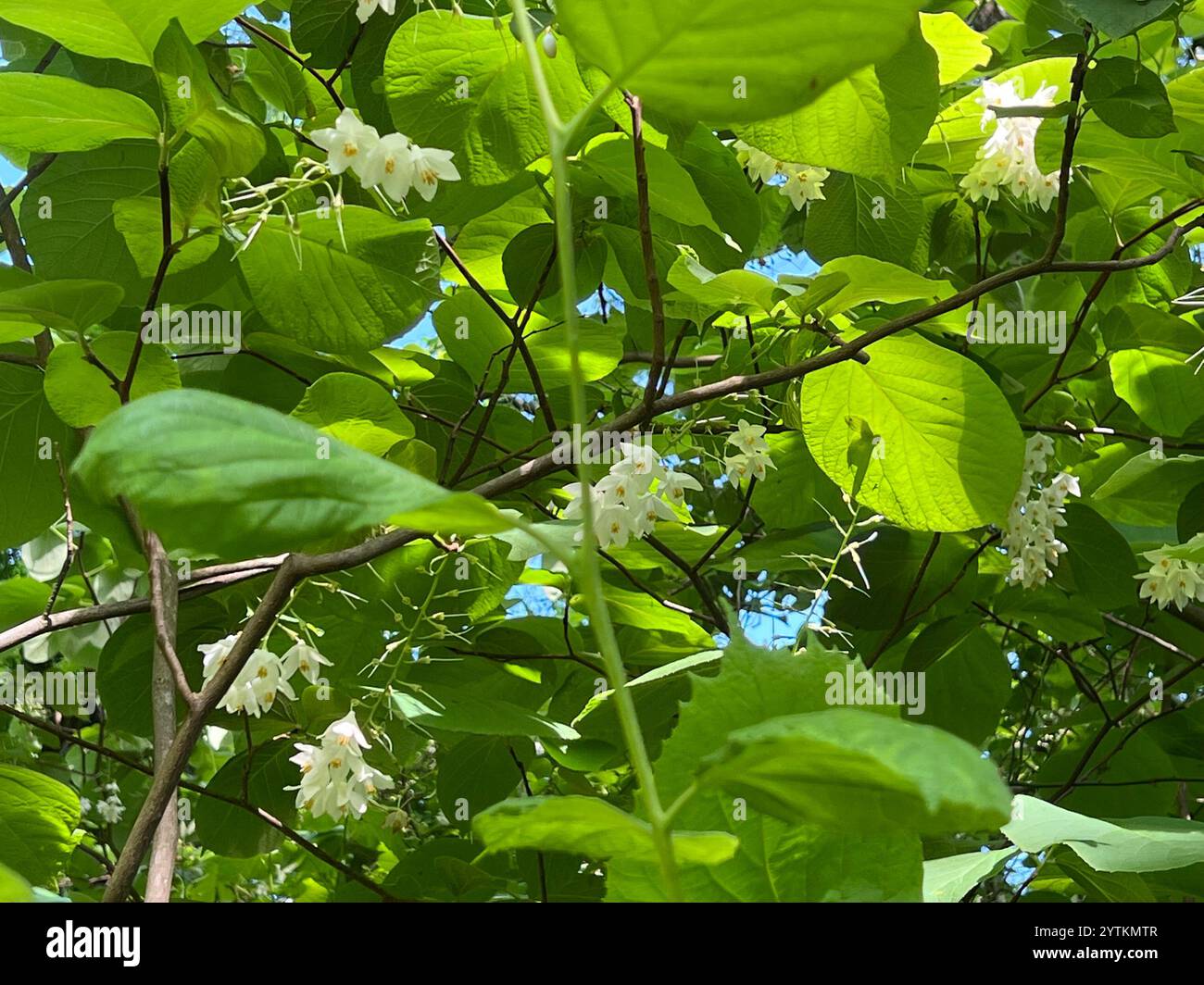 mountain silverbell (Halesia tetraptera Stock Photo - Alamy