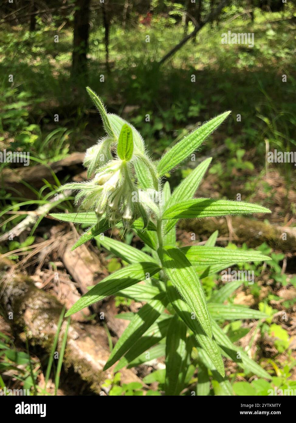 Marbleseed hi-res stock photography and images - Alamy