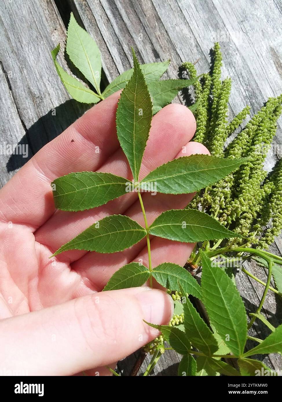 pignut hickory (Carya glabra Stock Photo - Alamy