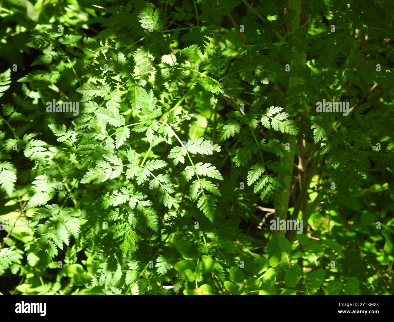 poison hemlock (Conium maculatum Stock Photo - Alamy