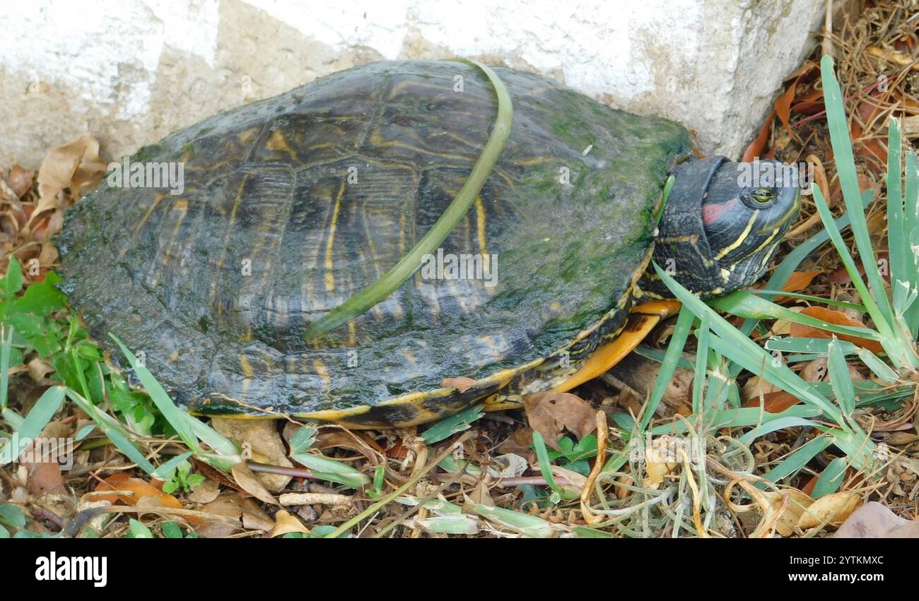 Red-eared Slider (Trachemys scripta elegans Stock Photo - Alamy