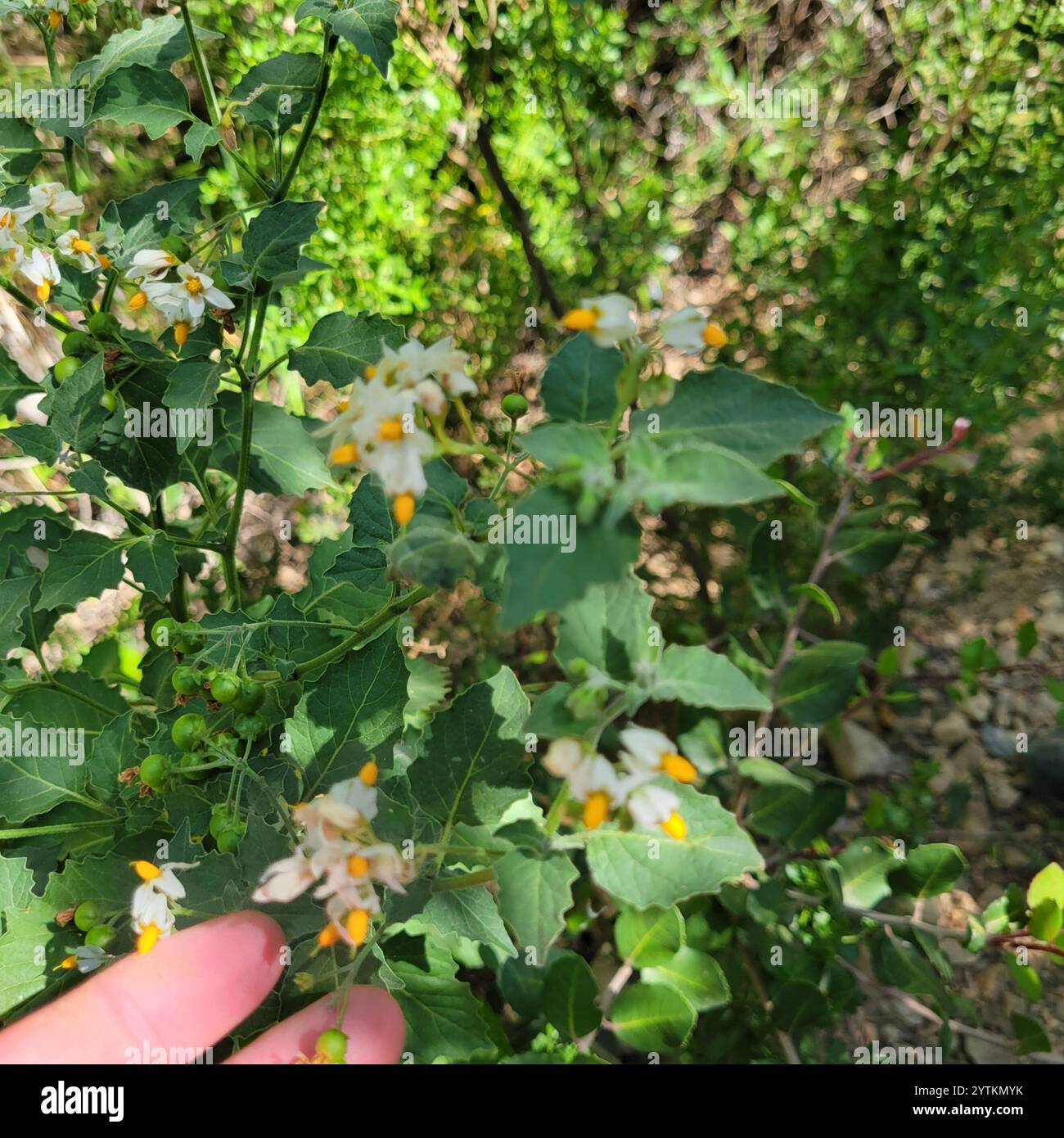 greenspot nightshade (Solanum douglasii Stock Photo - Alamy