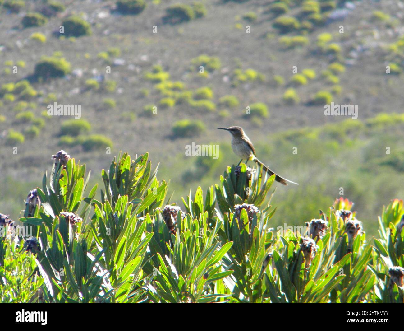 Cape Sugarbird (Promerops cafer Stock Photo - Alamy