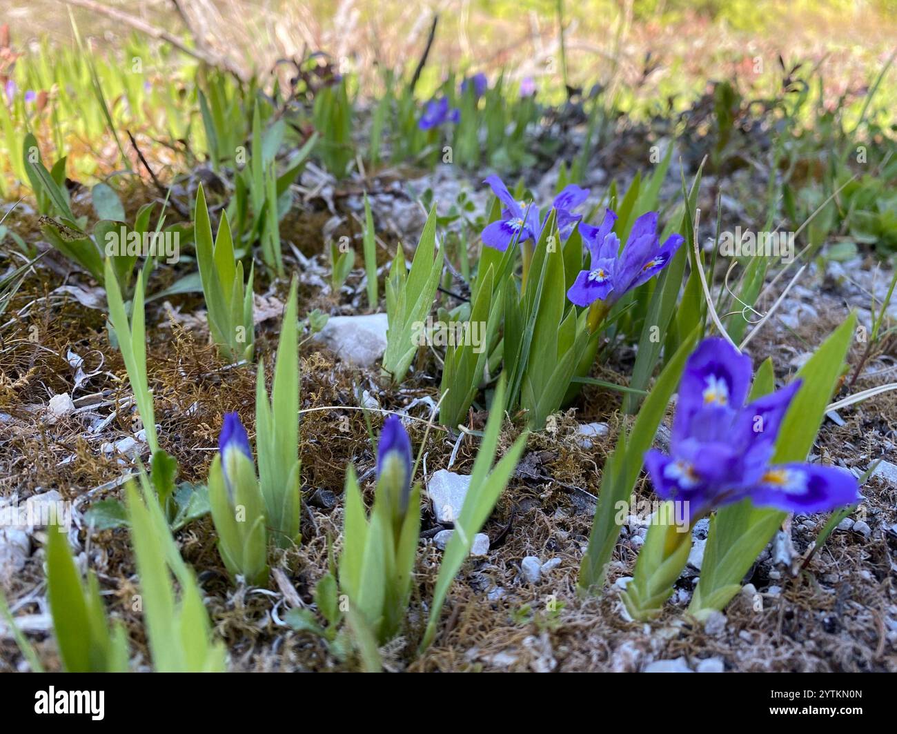 Dwarf Lake Iris (Iris lacustris Stock Photo - Alamy
