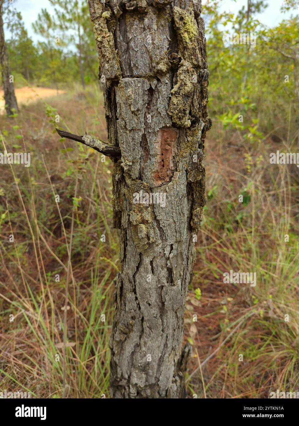 Pinus caribaea hi-res stock photography and images - Alamy